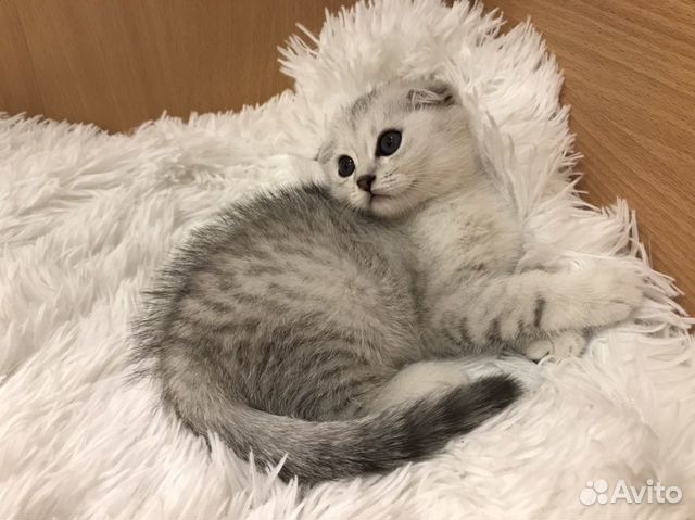 Кошечка шотландской породы