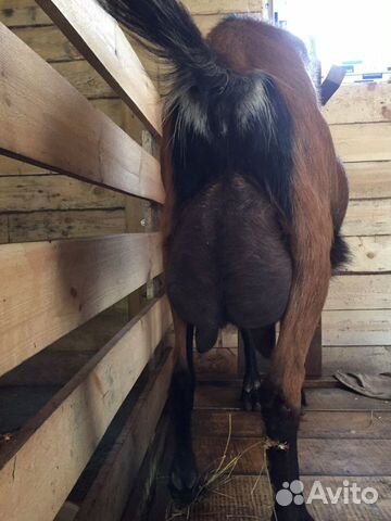 Коза альпийская дойная