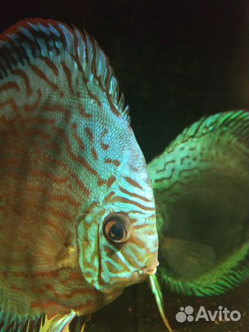 Дискусы взрослая пара