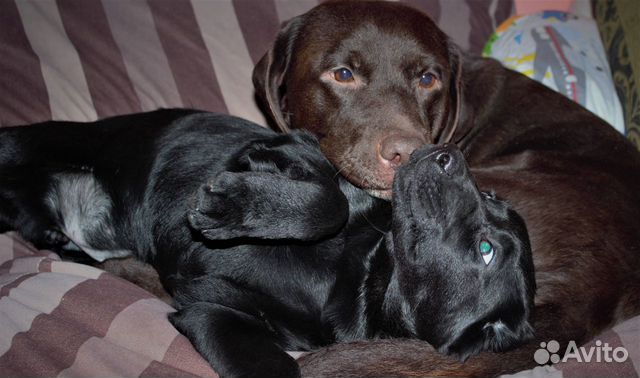 Черная жемчужина