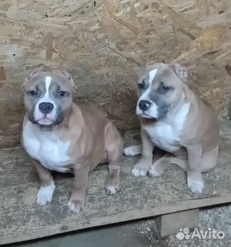 Американский булли