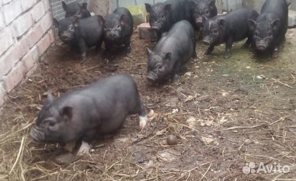 Вьетнамские вислобрюхие поросята