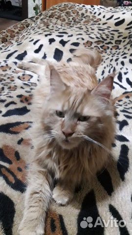 Котенок майкуна