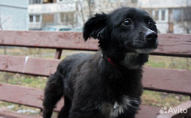 В добрые руки Мила