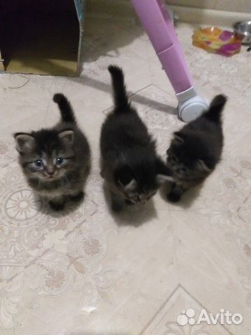 Продам котят