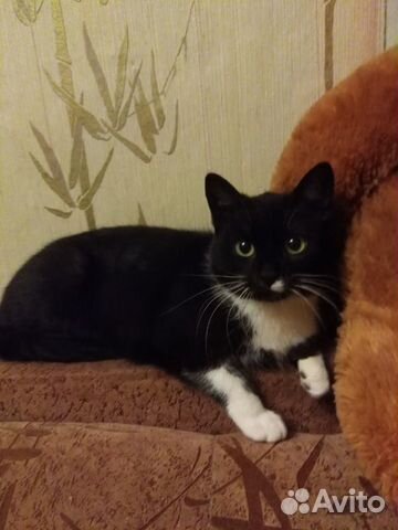 Кошечка ищет семью