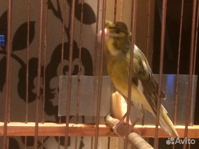 Зелёный кенар