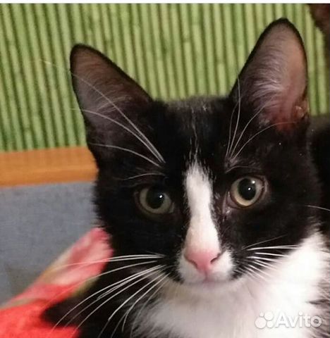 Котенок Феликс ищет дом