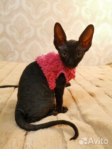 Котята корниш - рекс