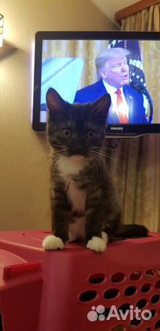 Котенок девочка Милана 2,5мес. привита