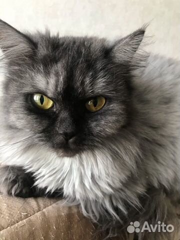 Ищем дом загадочной кошке.Лисе