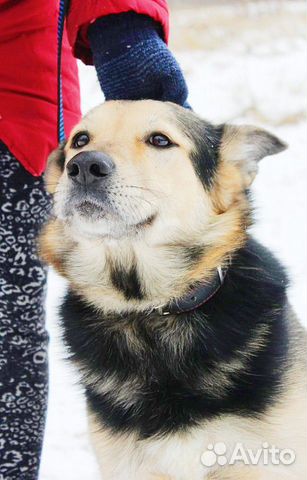 Чудесный пёс Венечка в дар