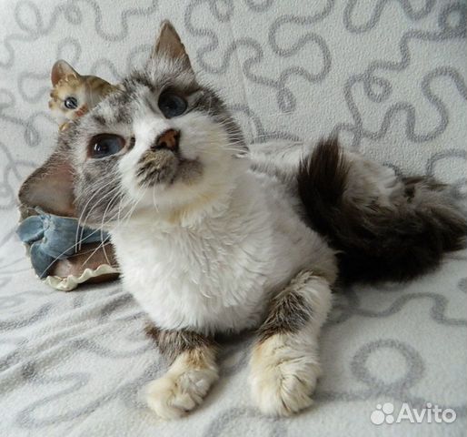 Особенный котик Пух в дар доброму сердцу