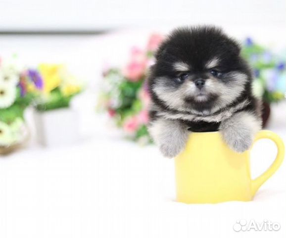 Микро и Мини Мимишки*Доставка