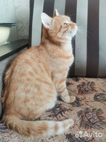 Рыжик ищет добрых хозяев