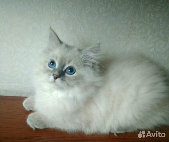 Невская маскарадная