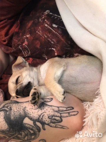 Мальчик чиахуахуа