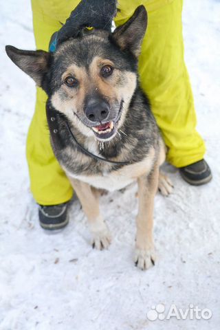 Улыбчивый Буран ищет дом