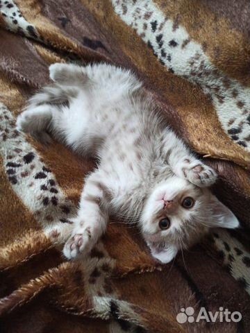 Котята