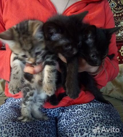 Котята беспородные 1 мес