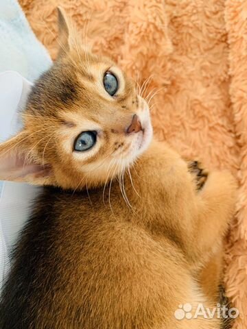 Продам абиссинских котят