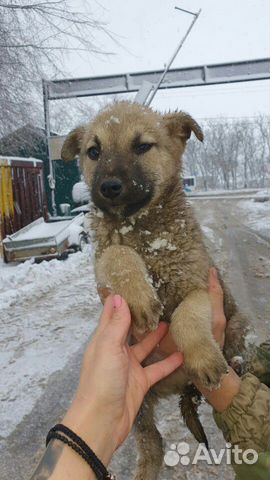 Щенки в добрые руки