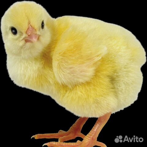 Цыплята сельхоз.птицы