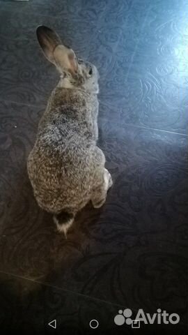 Крол советская шиншилла