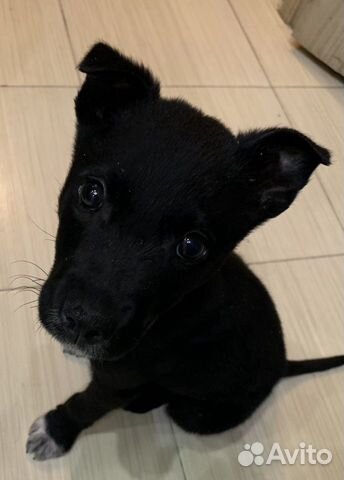 Щенок Рокки (метис)