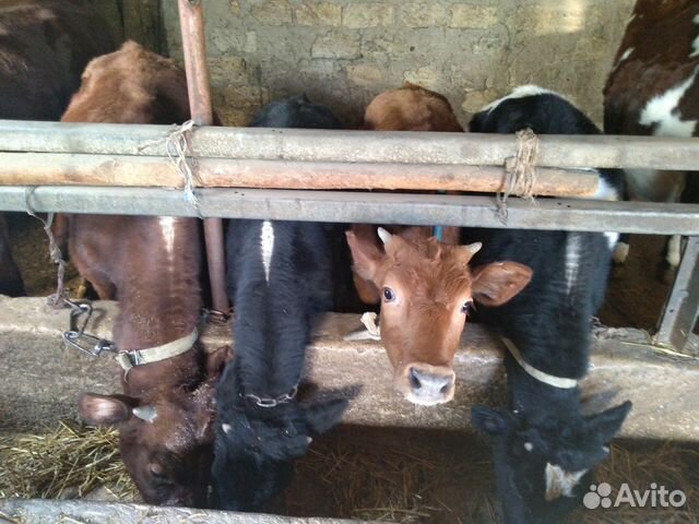 Тёлка на мясо, бычки