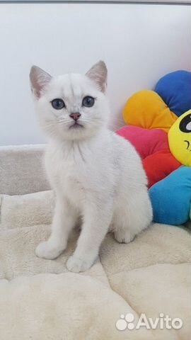 Британские серебристые котята