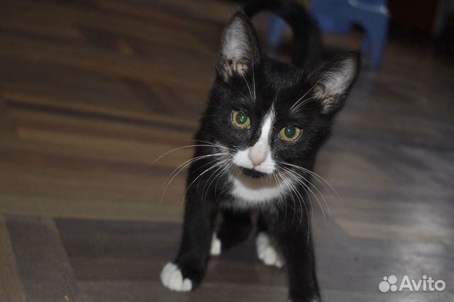 Котенок, кошечка, 3 месяца (кошка, кошки)