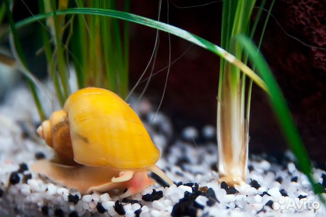 Улитки ампулярии