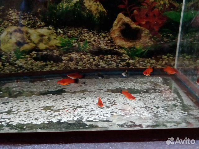 Рыба меченосцы подростки стайка 10 шт