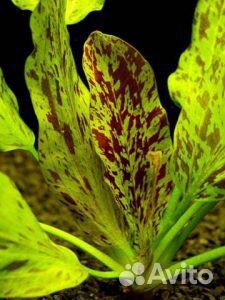 Эхинодорус. Оцелот