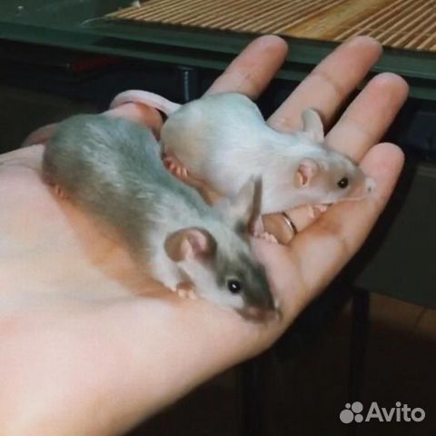 Сатиновые мышата