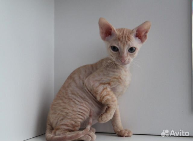 Донской мальчик с документами