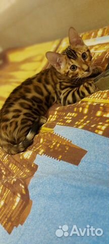 Готовы к переезду Бенгальчики-мальчики