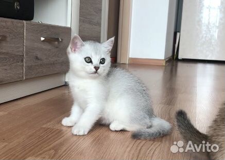 Британский котенок