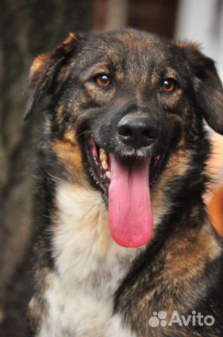 Шикарный пес