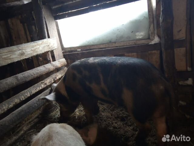 Кабан Дюрок с английской