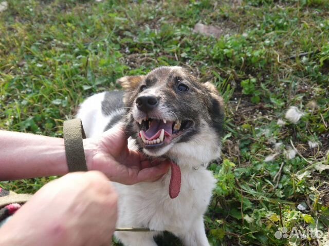 Ариша из приюта ищет дом