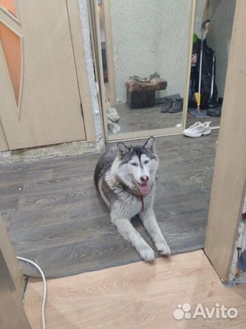 Аляскинский маломут