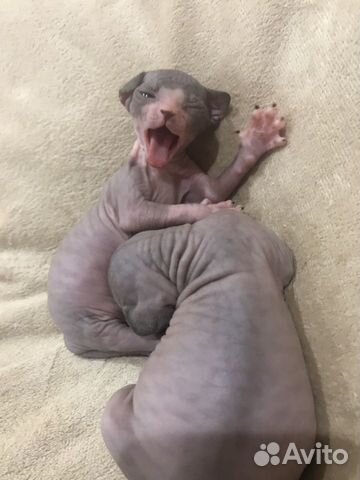 Великолепные канадские кошечки