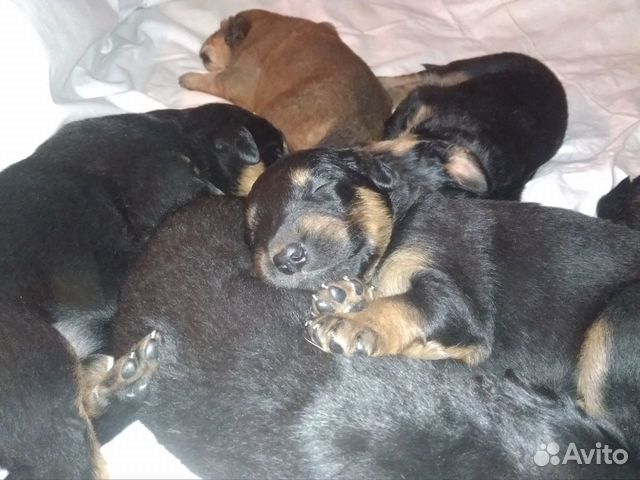 Щенки Хотошо (Бурят-монгольский волкодав)