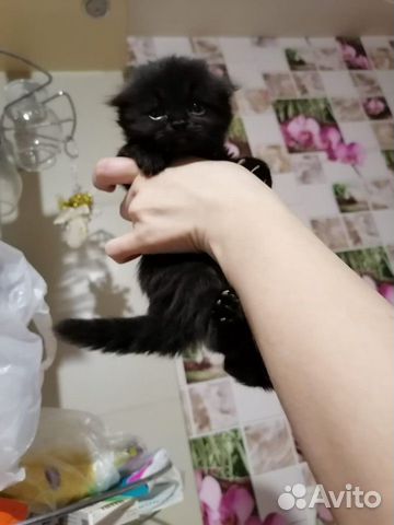 Британские котята