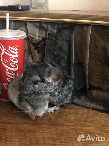 Продам двух шиншилл с клеткой Мальчика и девочку з
