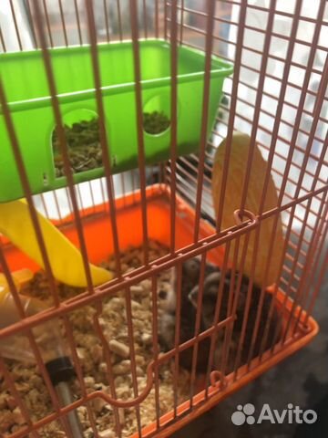 Хомяки джунгарики