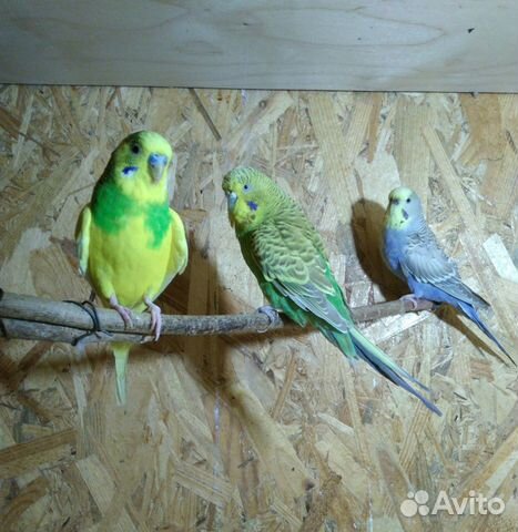 Волнистики