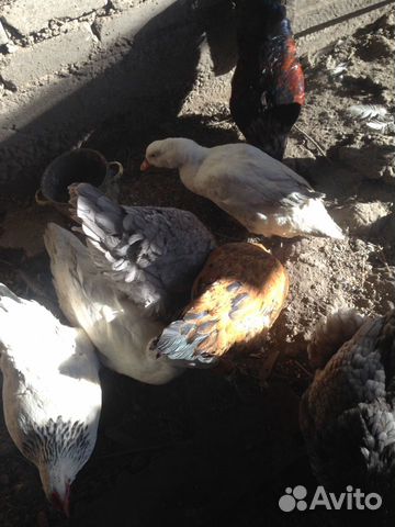 Утки и курицы, петухи